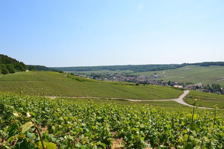 Explore the Champagne Wine Region | Decanter