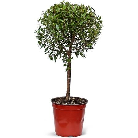 Best fragrant evergreens: expert-approved scented planted | Homes and ...