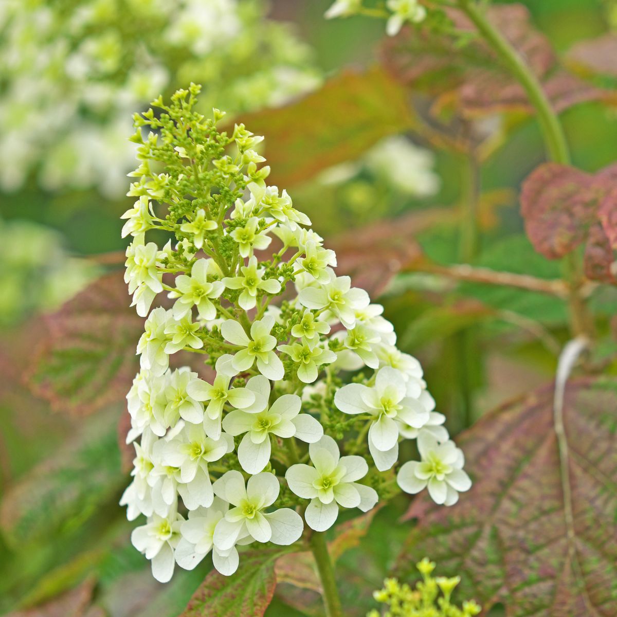 Cold Hardy Hydrangeas: Choosing Hydrangeas For Zone 6 Landscapes ...