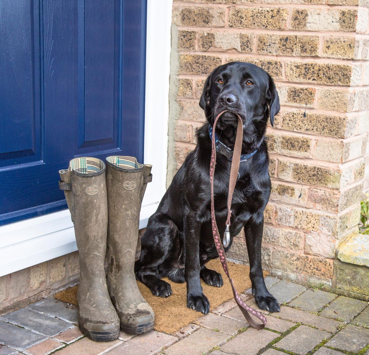 Dog lead training with Ben Randall | Country Life