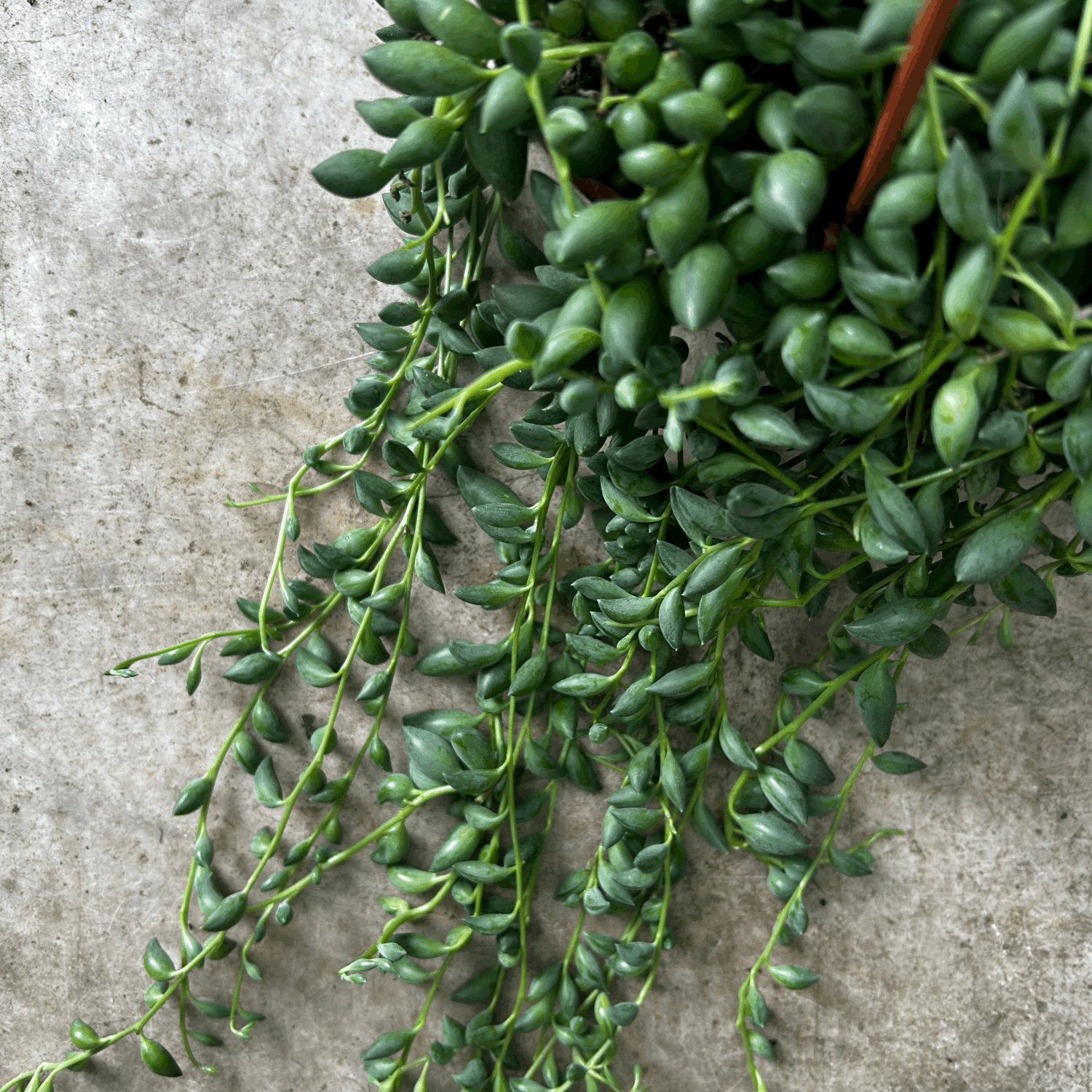 String of pearls care for a green and healthy plant | Ideal Home
