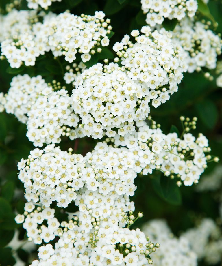 Spiraea growing guide: expert tips for success | Gardeningetc