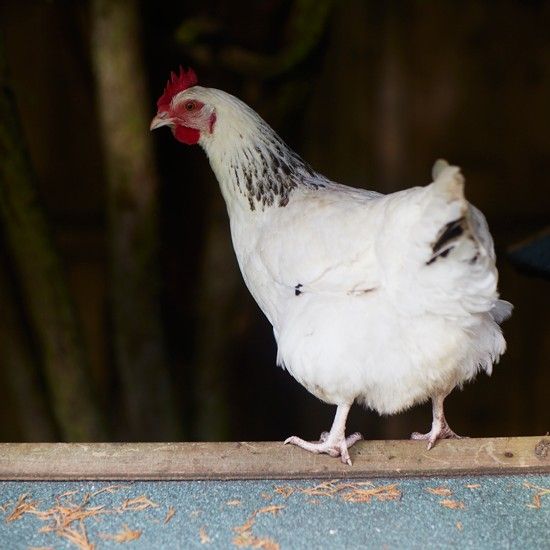 7 character traits every chicken owner (aka Mother Hen) will understand ...