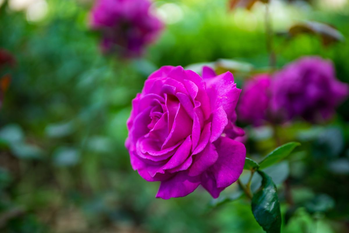 Sigma 28-45mm F1.8 DG DN Art review: the world’s first constant ...