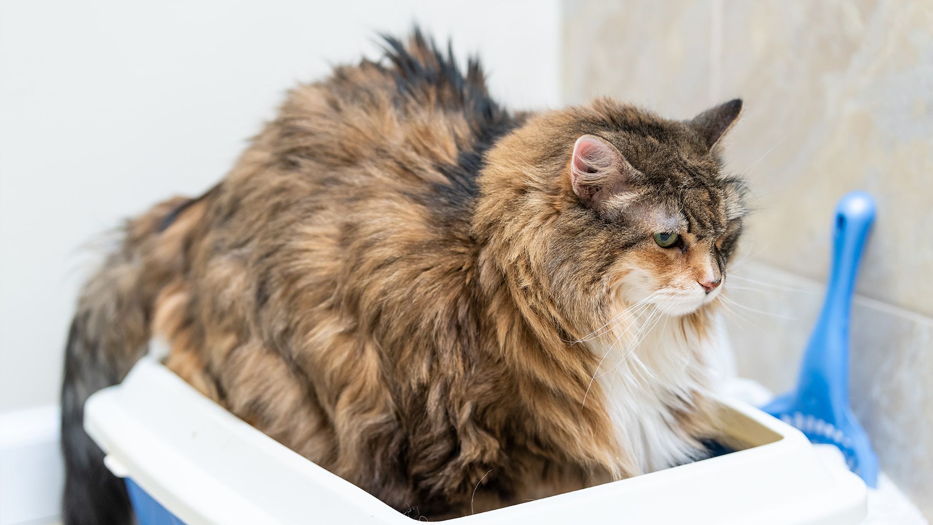 Cat constipation: A vet's guide to the causes and treatment | PetsRadar