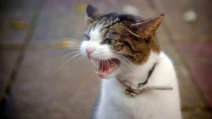 7 common cat behavior problems solved | PetsRadar