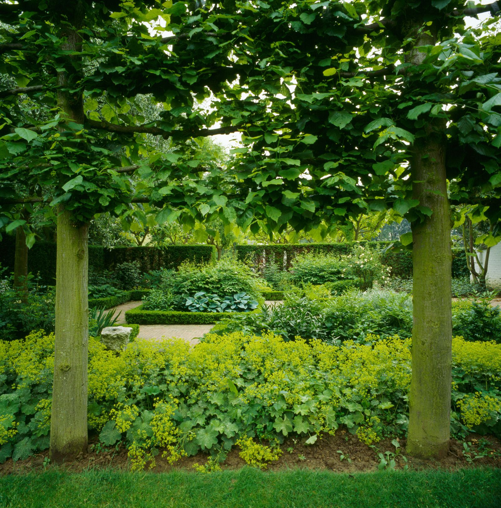 5 Best Pleached Trees to add Extra Privacy to Your Backyard | Livingetc