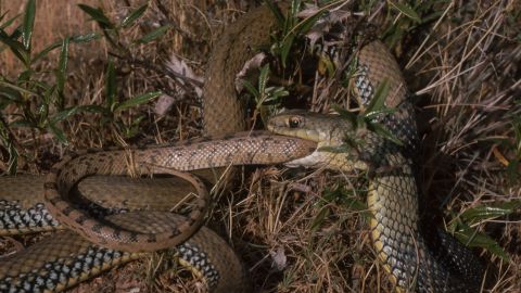 Snakes keep evolving into cannibals — here's what scientists think is ...