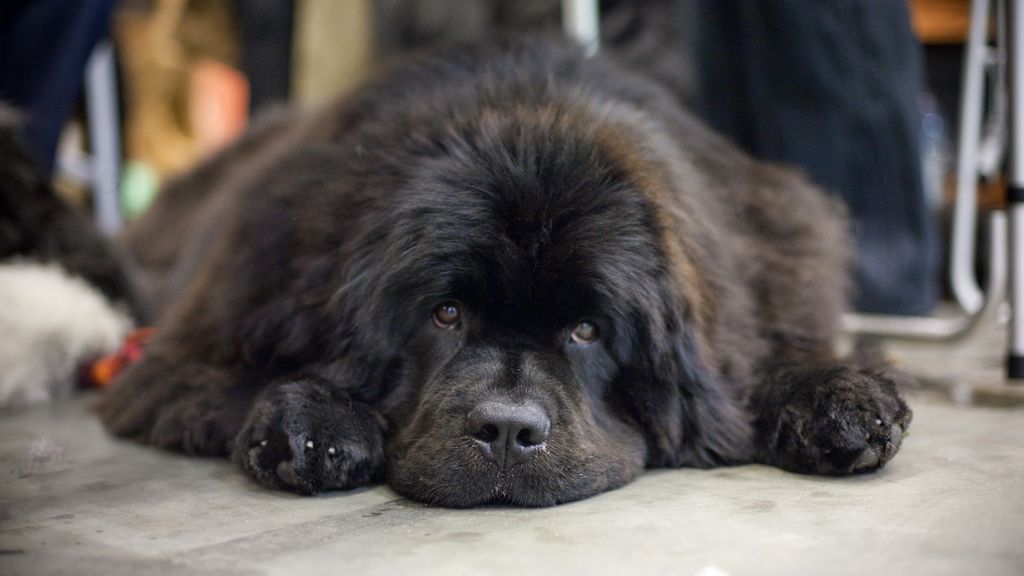 32 things to know about Newfoundland dogs | PetsRadar