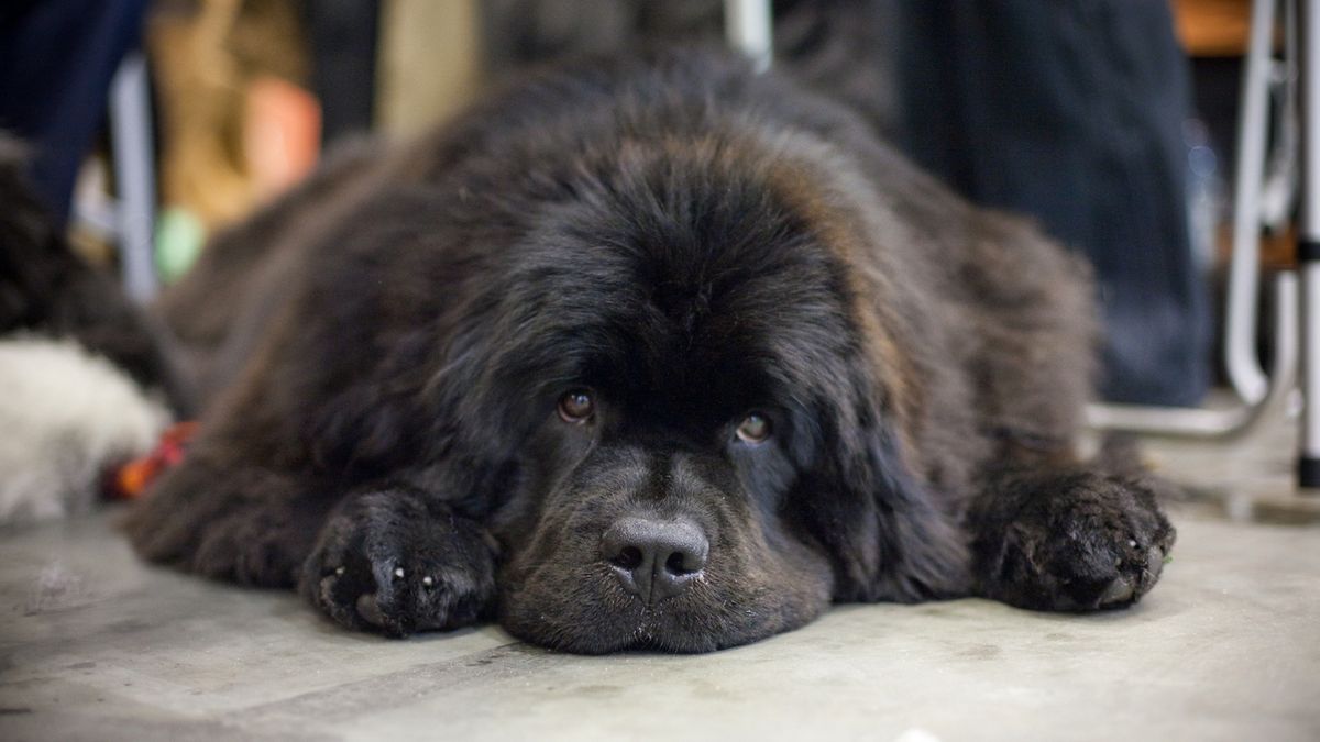 32 things to know about Newfoundland dogs | PetsRadar