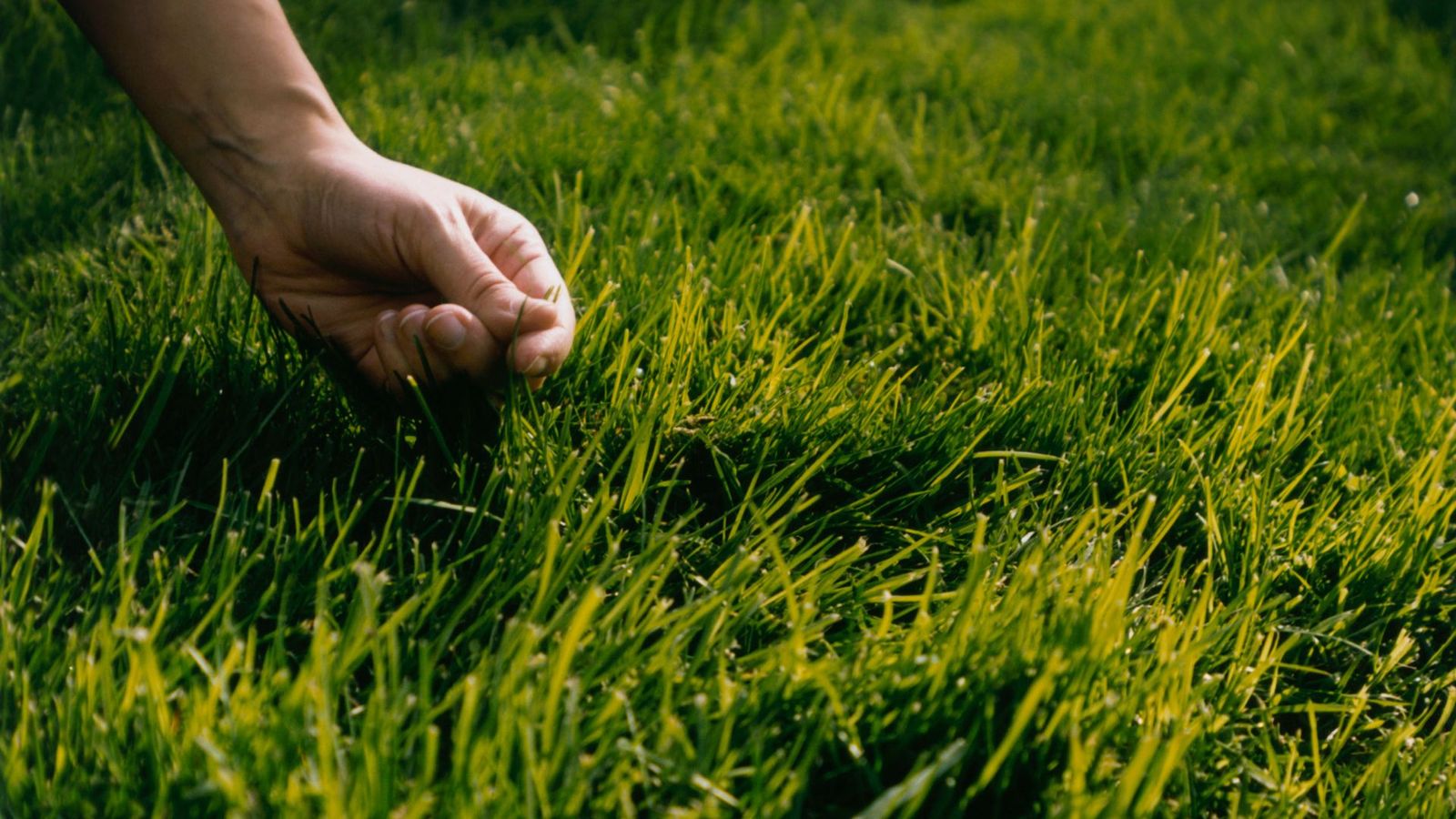 How to get rid of leatherjackets in a lawn: Expert advice | Woman & Home