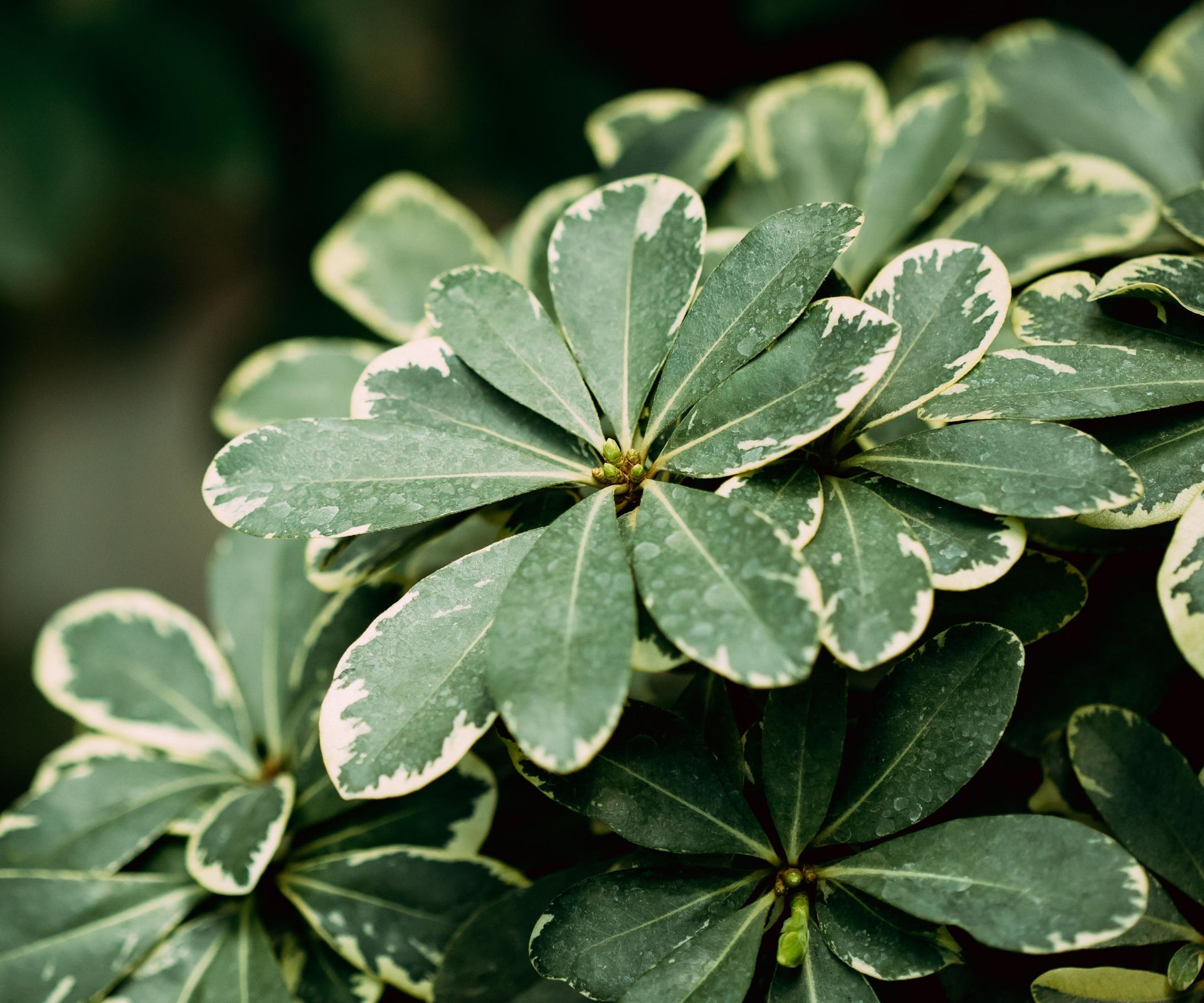 Best flood-resilient plants: experts top suggestions | Homes and Gardens