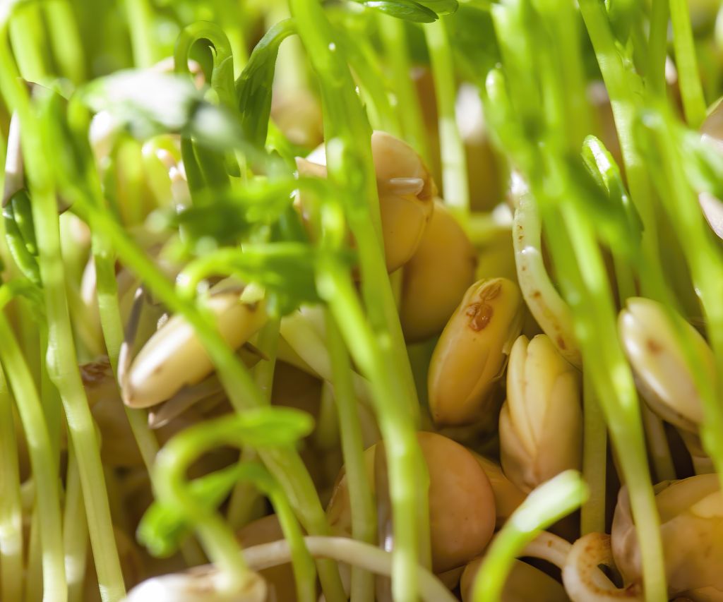 How to grow your own beansprouts: step-by-step advice | Homes and Gardens