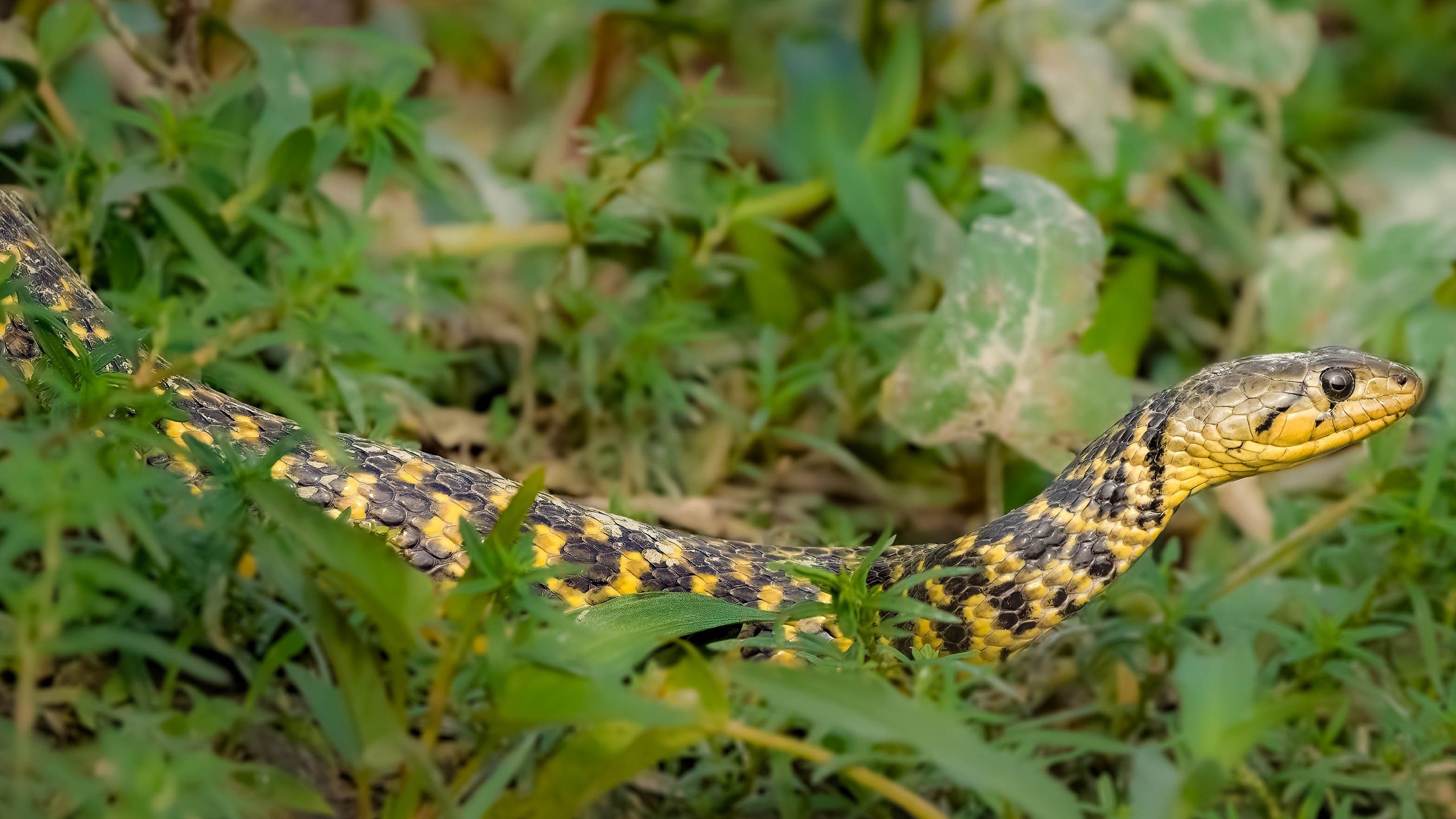 11 plants that repel snakes and keep them away from your yard | Tom's Guide