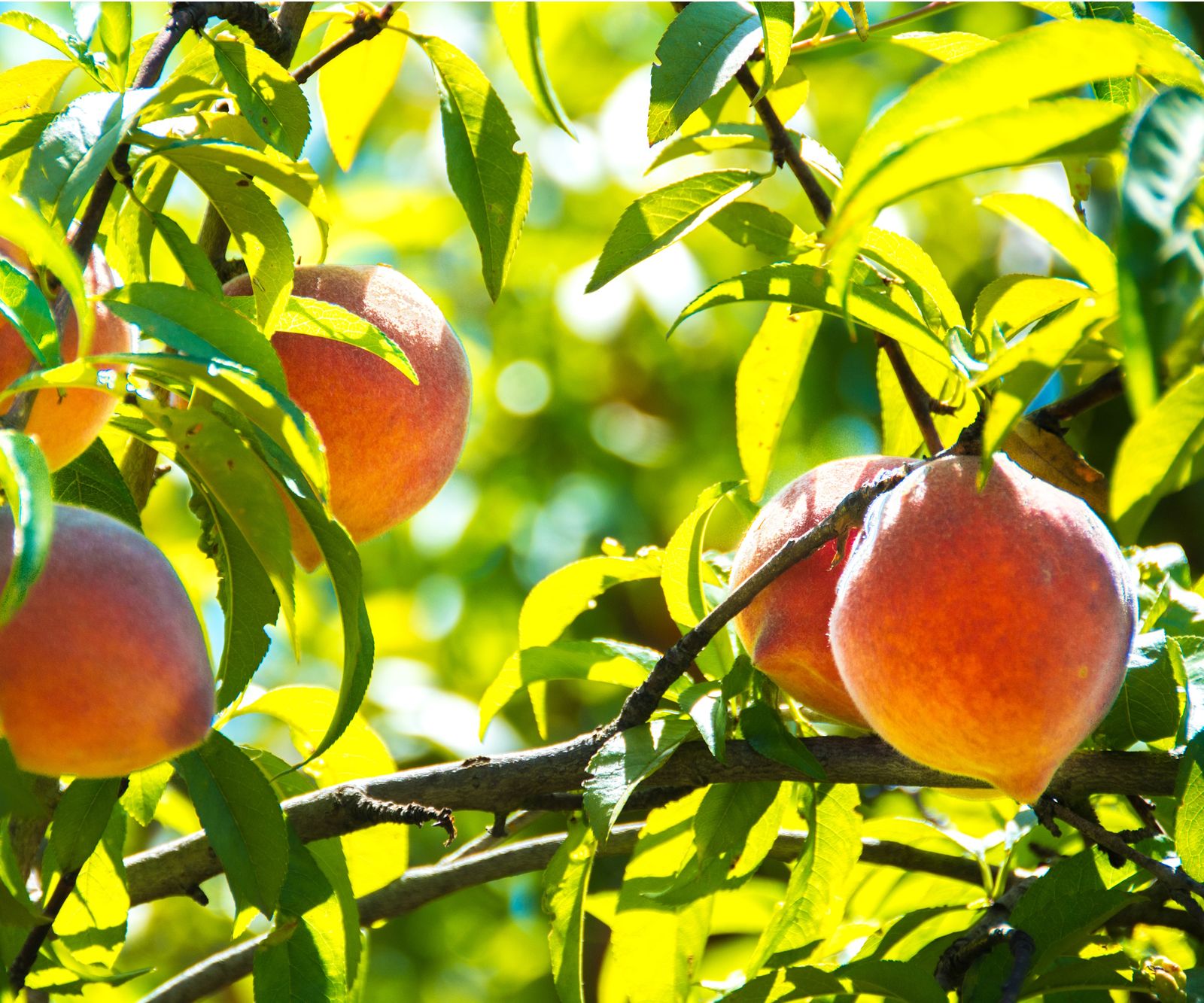 When and how to harvest peaches, including tips for picking | Homes and ...