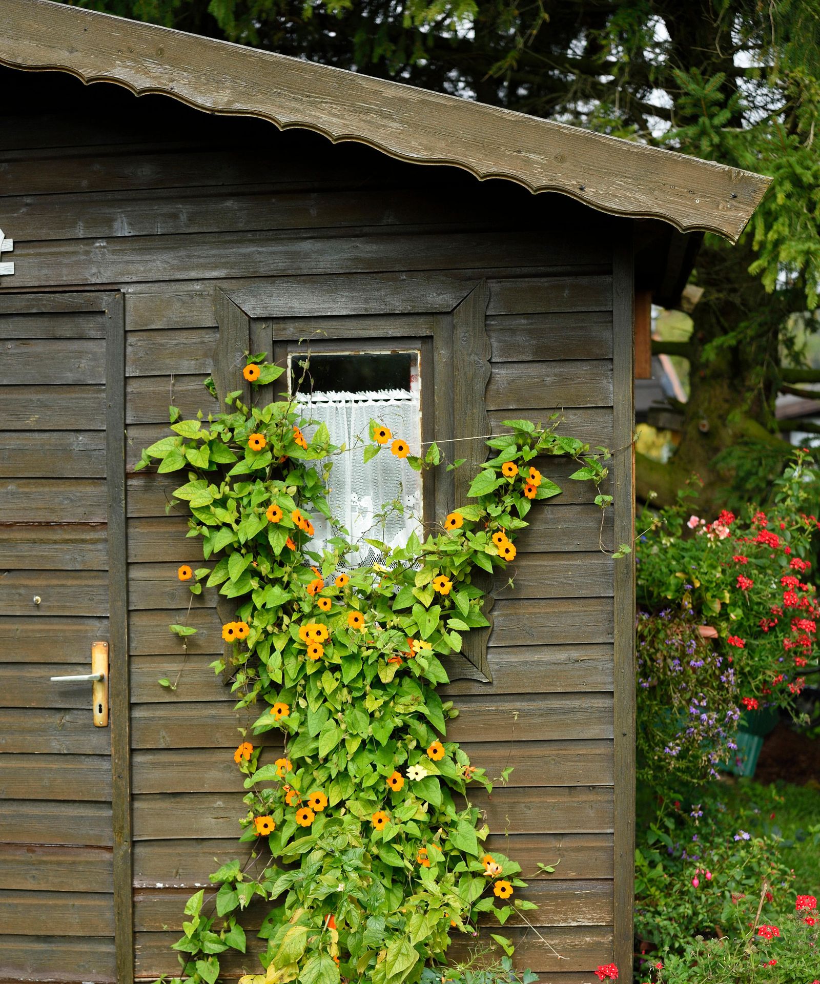Best plants to cover a shed: 10 inspirational ideas | Homes and Gardens