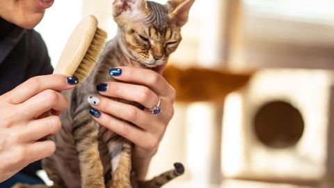 Devon Rex: Breed profile and information | PetsRadar