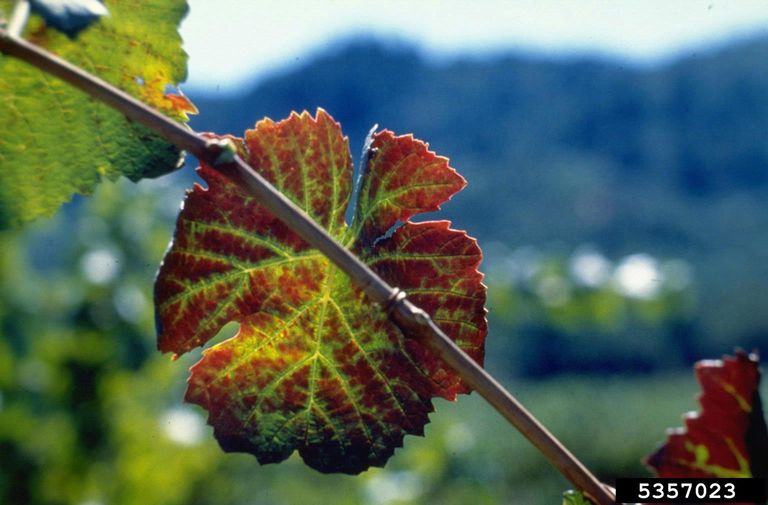 Vein Clearing Symptoms – How To Treat Grapes With Vein Clearing Virus ...