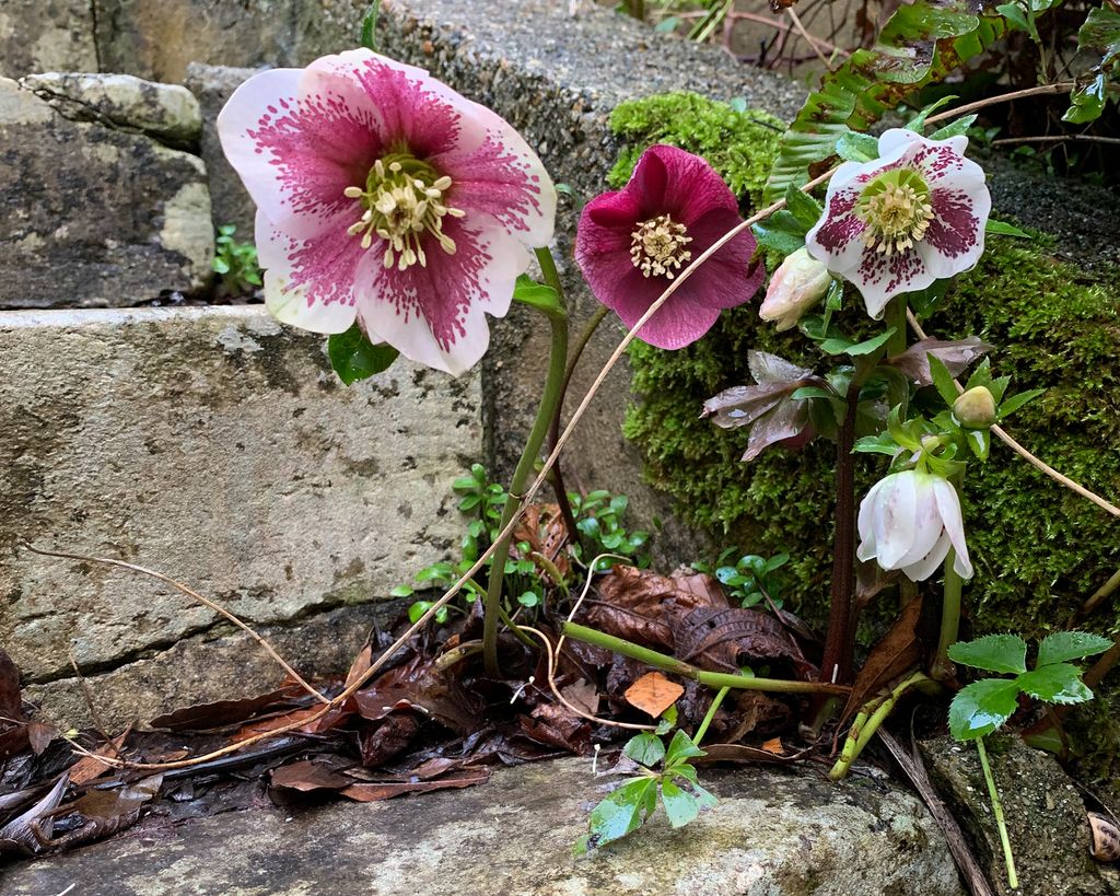 Charlie McCormick's garden design secrets | Homes and Gardens