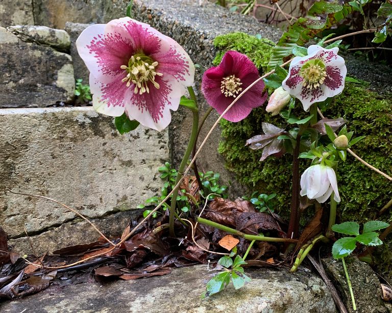 Charlie McCormick's garden design secrets | Homes and Gardens
