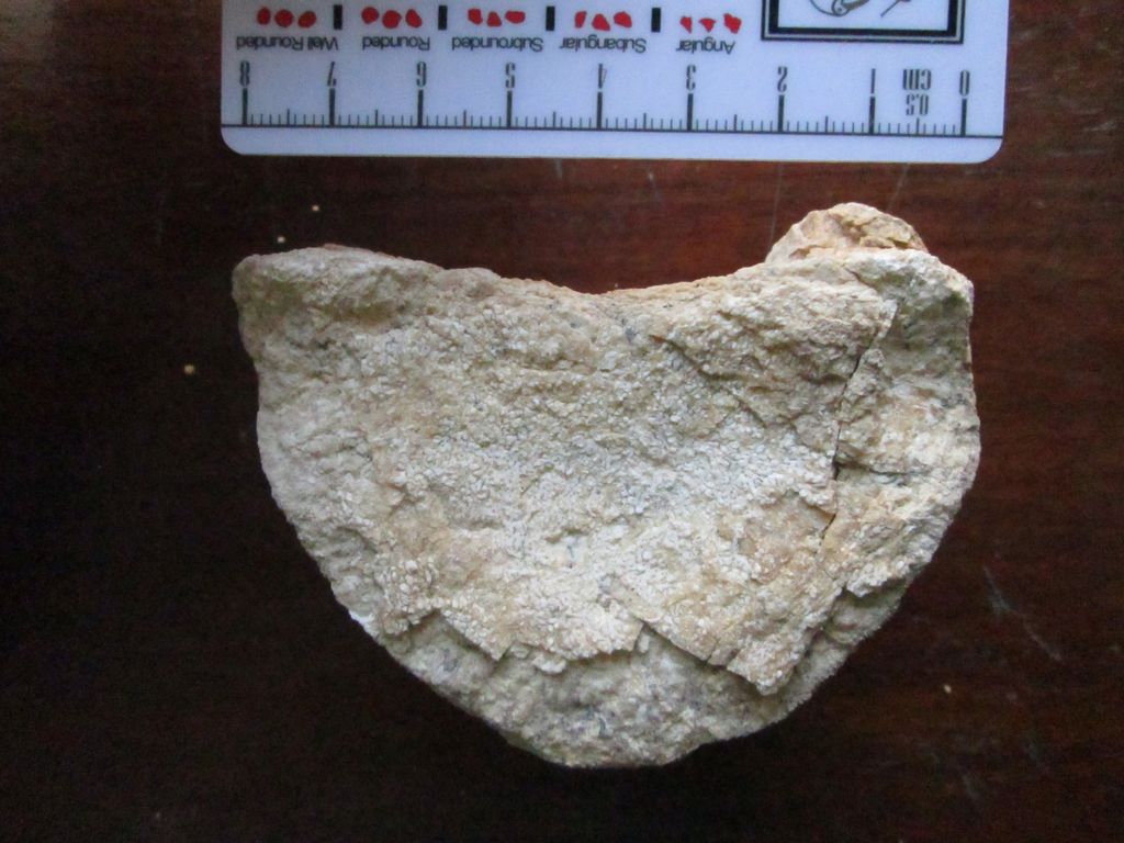 Adorable ancient sea cows once swam through now-bone dry Egyptian ...