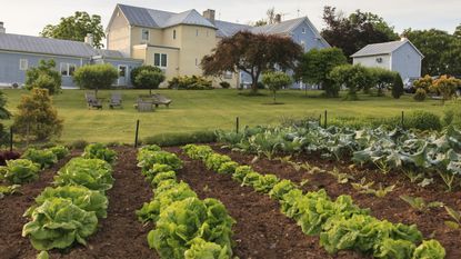 A guide to 7 vegetables to plant in September at home | Homes and Gardens