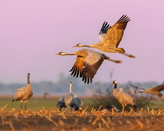 Fall Bird Migration: Why Birds Fly South & Ones To Watch For ...