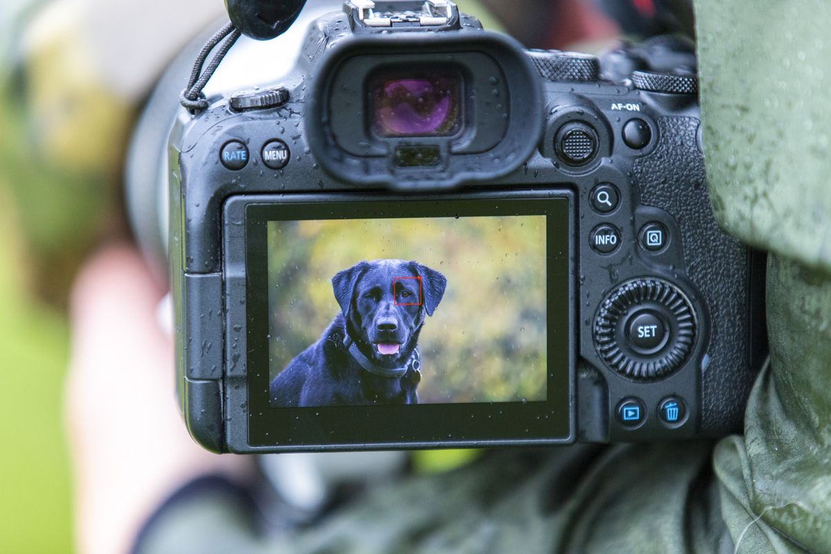 10 pro photo tips for perfect pet portraits at home and outdoors ...