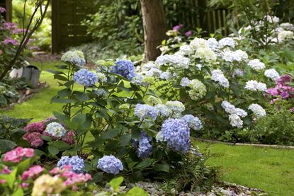How to deadhead hydrangeas according to gardening author and expert ...
