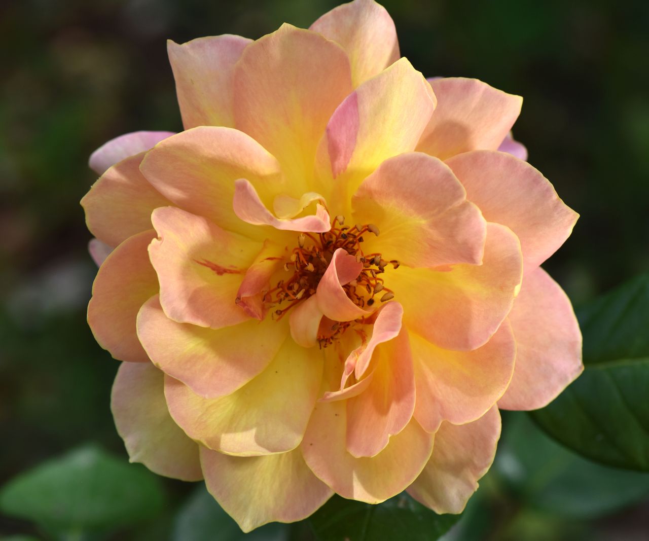 "Nostalgia Gardening" – New Ways To Use Classic Plants | Gardening Know How