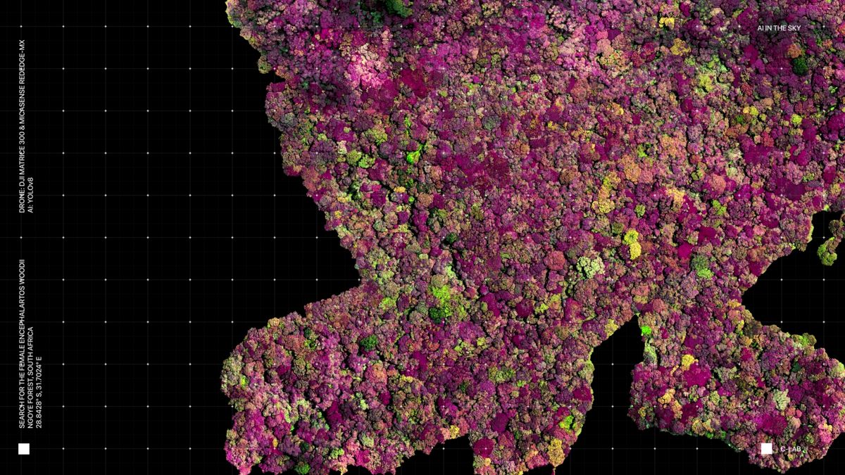World's loneliest tree species can't reproduce without a mate. So AI is ...