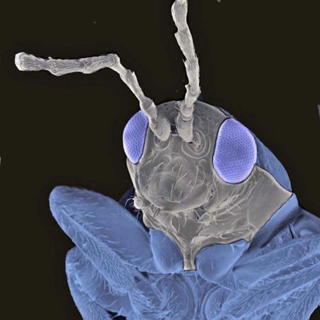Microscopic Monsters: Gallery of Ugly Bugs | Live Science