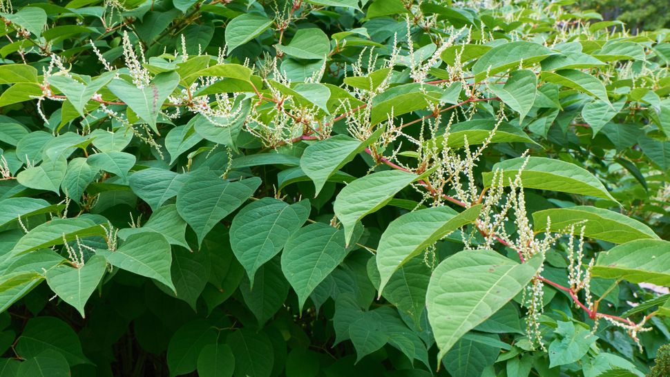 9 invasive plants to keep out of your yard | Tom's Guide