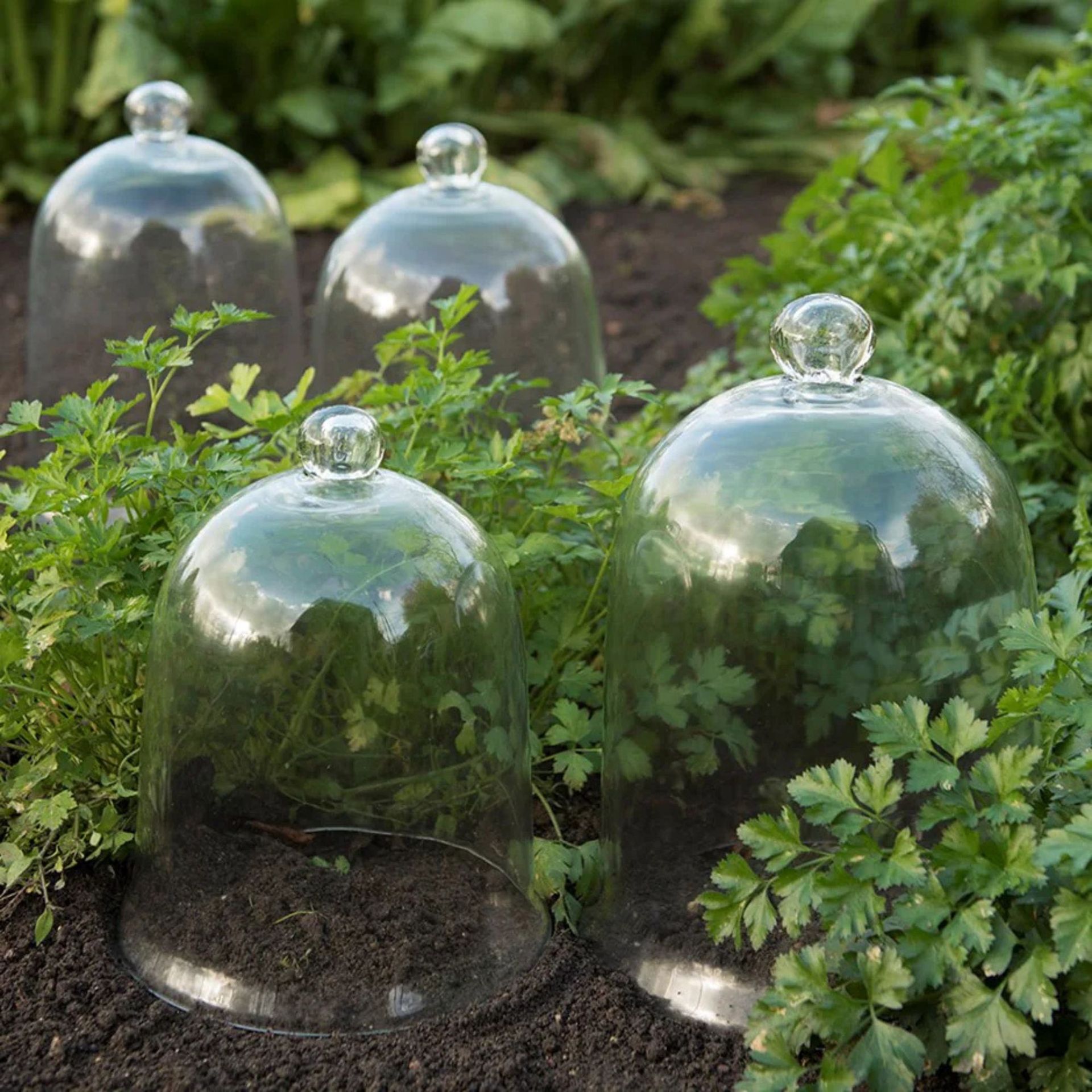 How to use a cloche in a garden like a gardening pro | Ideal Home