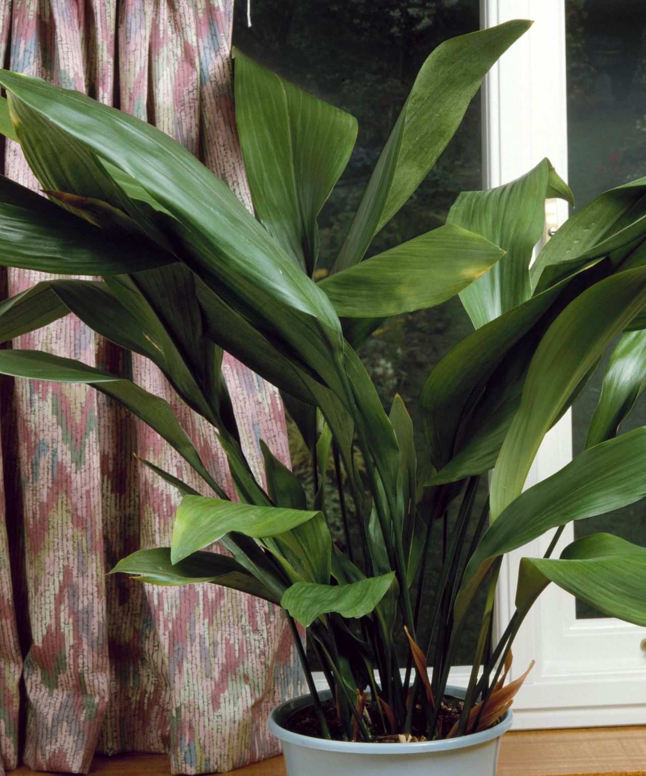 How to care for an aspidistra: 5 expert houseplant tips | Homes and Gardens
