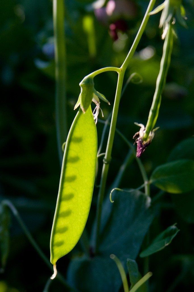 How And When To Harvest Peas For The Freshest Flavor | Gardening Know How