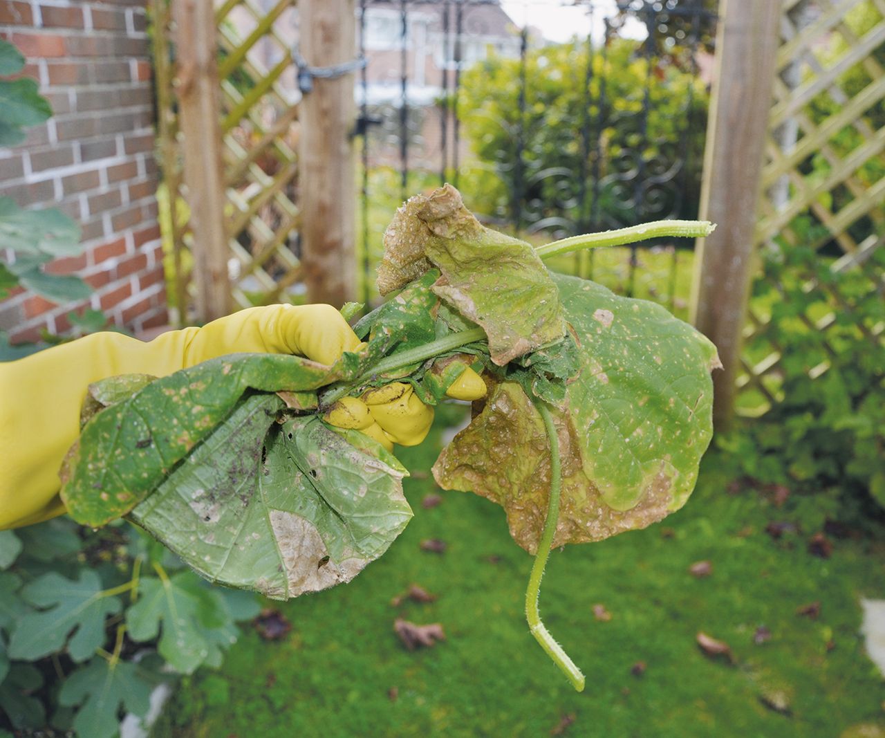 How to spot zucchini diseases and deal with problems | Homes and Gardens