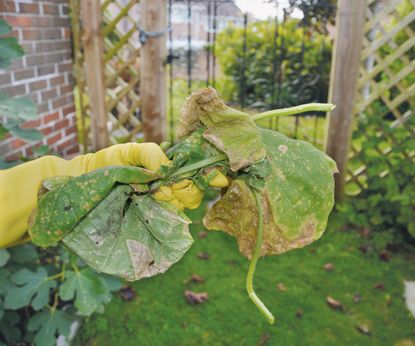 How to spot zucchini diseases and deal with problems | Homes and Gardens