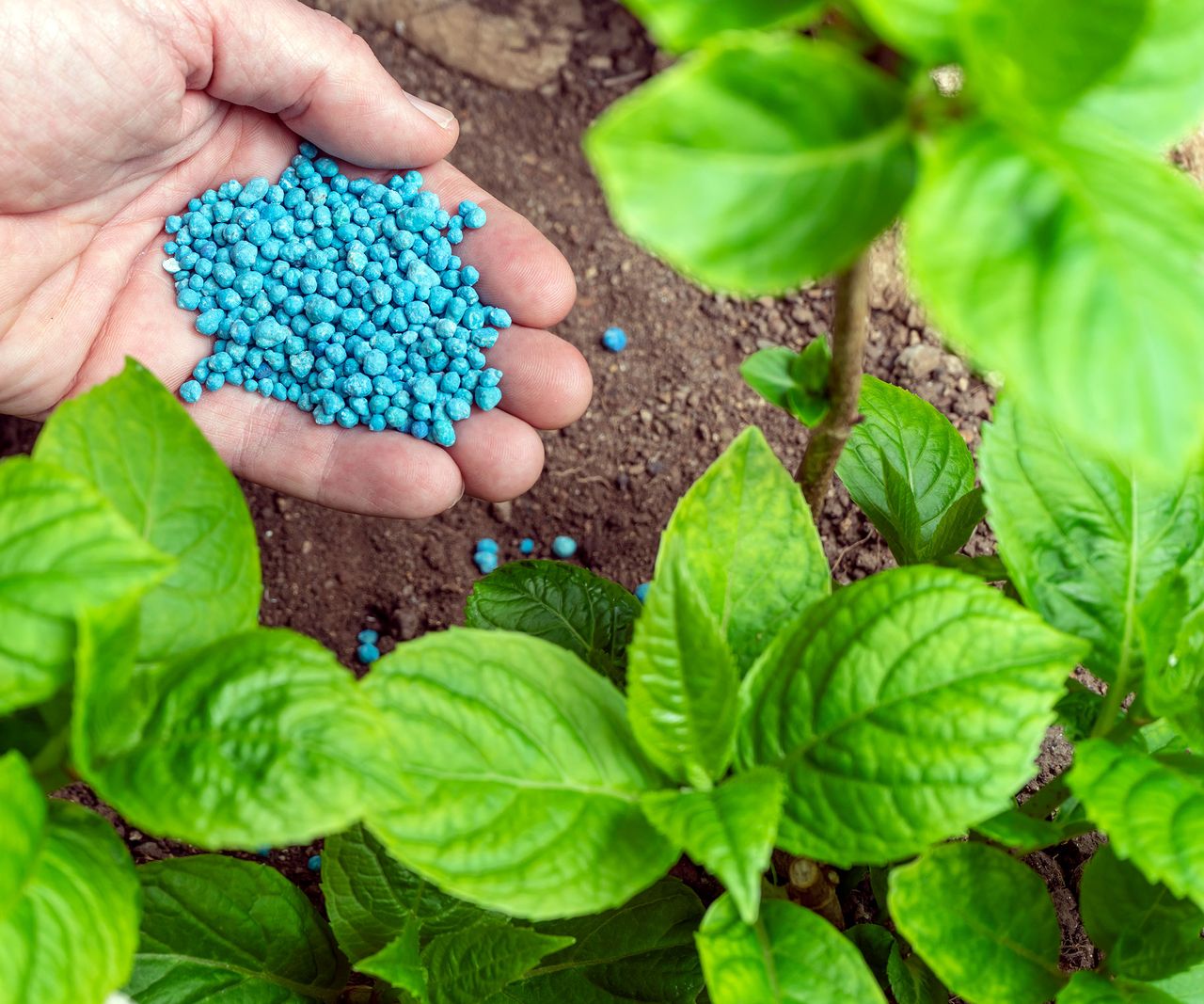 Plant Fertilizer Guide: How to Feed a Garden for Success | Gardening ...