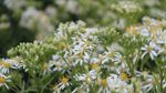 What are ditch plants? The invincible perennials you need | Homes and ...