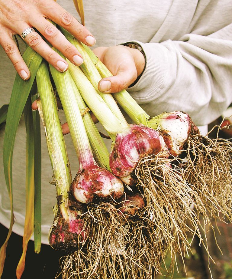 Hardneck vs softneck garlic: the pros and cons of each type | Homes and ...