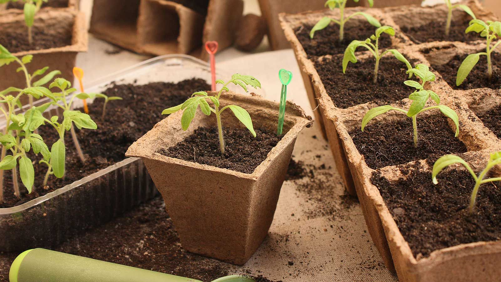 How and when to transplant seedlings: expert advice | Homes and Gardens