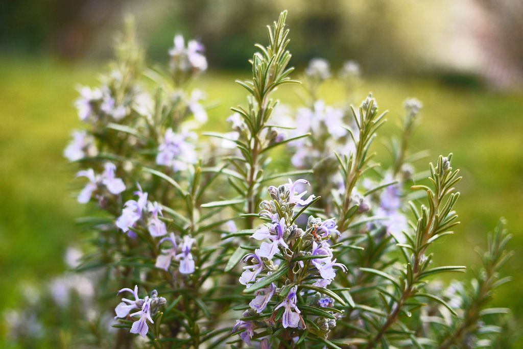 Mediterranean garden ideas: 14 gorgeous ways to plant and style your ...