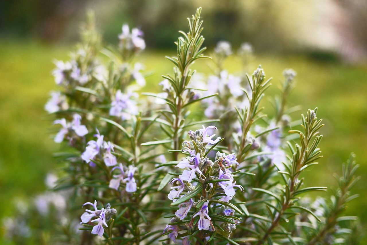 Mediterranean garden ideas: 14 gorgeous ways to plant and style your ...