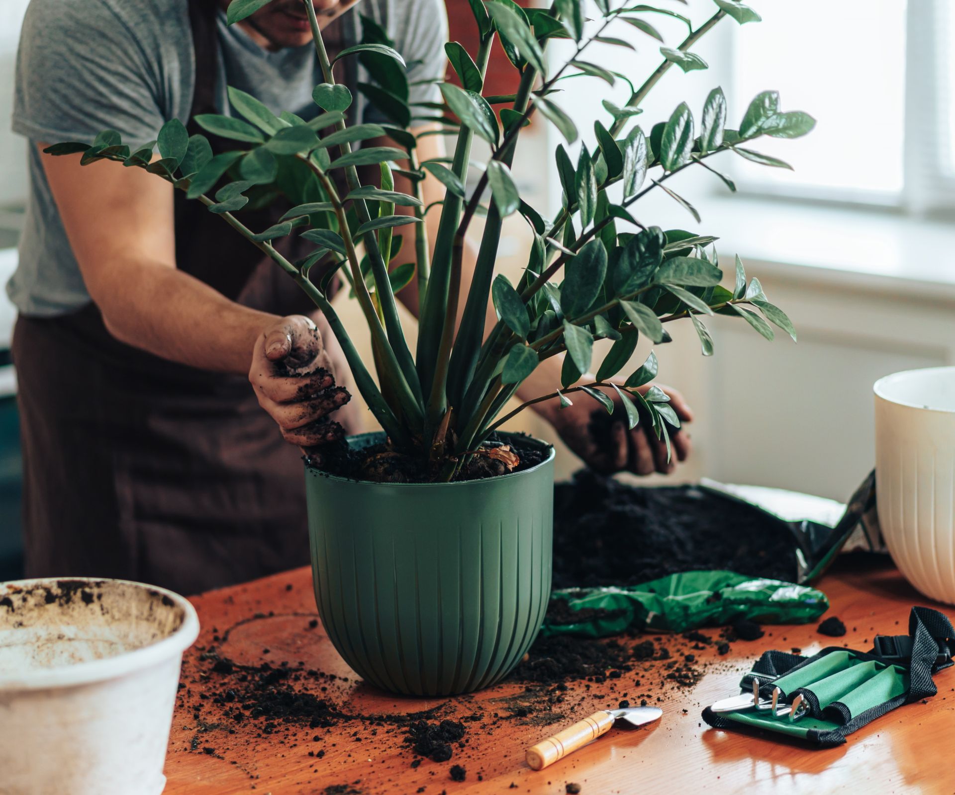 How to repot a ZZ plant: 3 easy steps with expert tips | Homes and Gardens