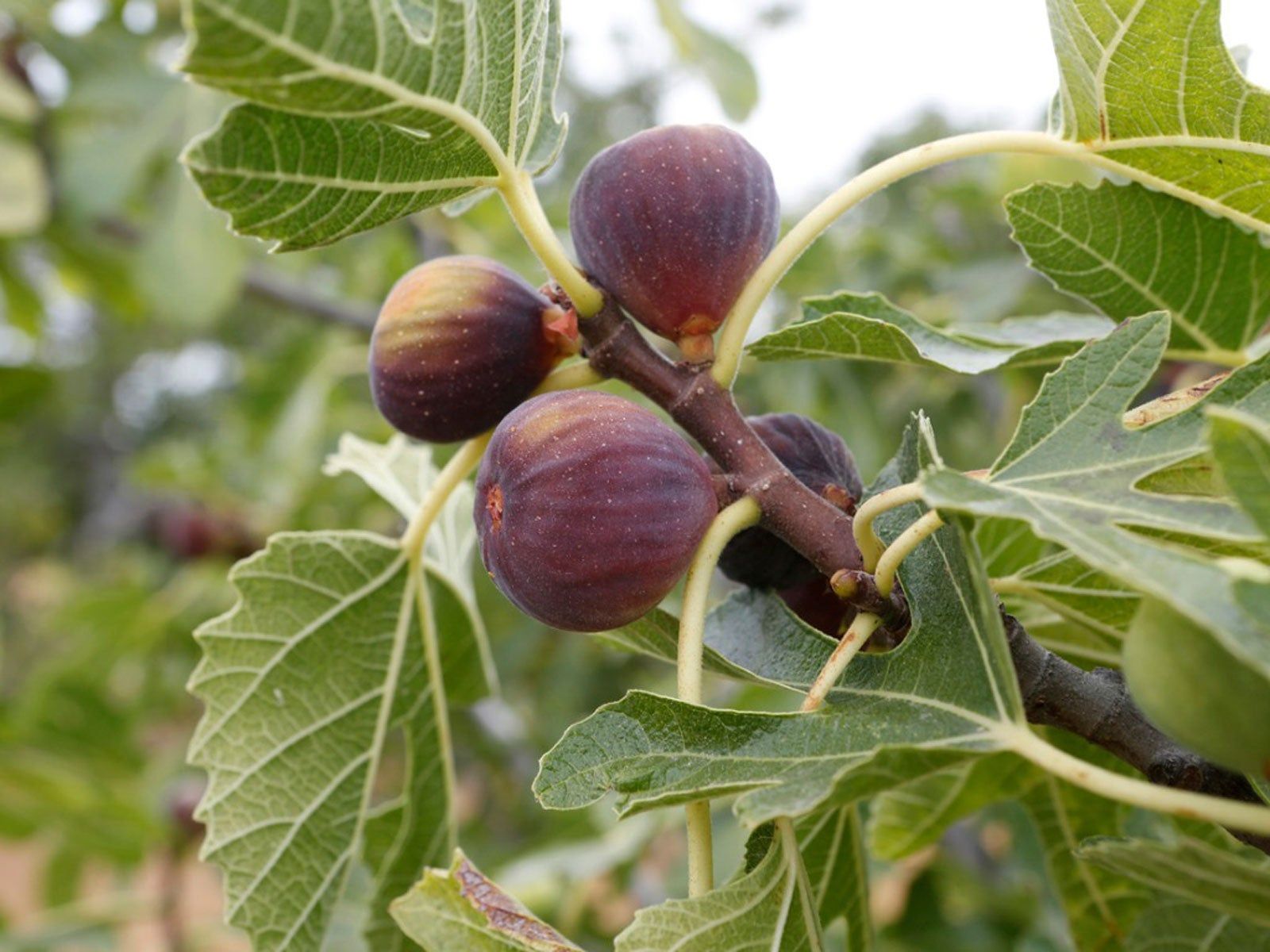Fig Tree Fertilizer - When And How To Fertilize A Fig Tree | Gardening ...