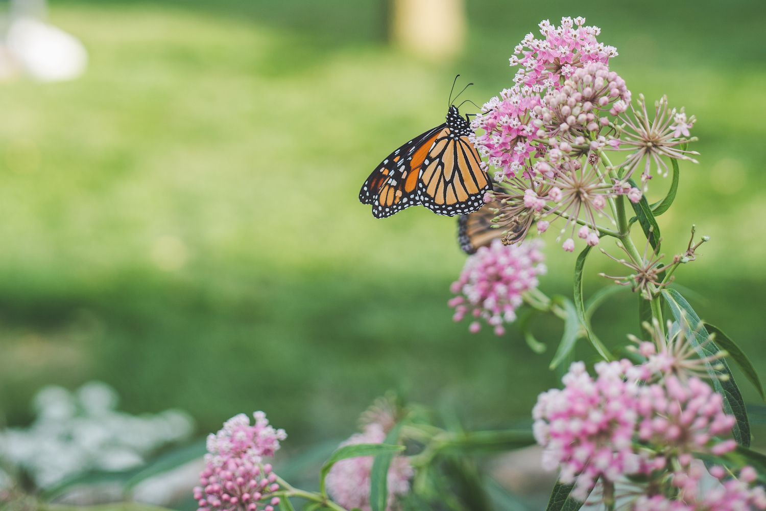 How to start a butterfly garden in 6 easy steps | Livingetc