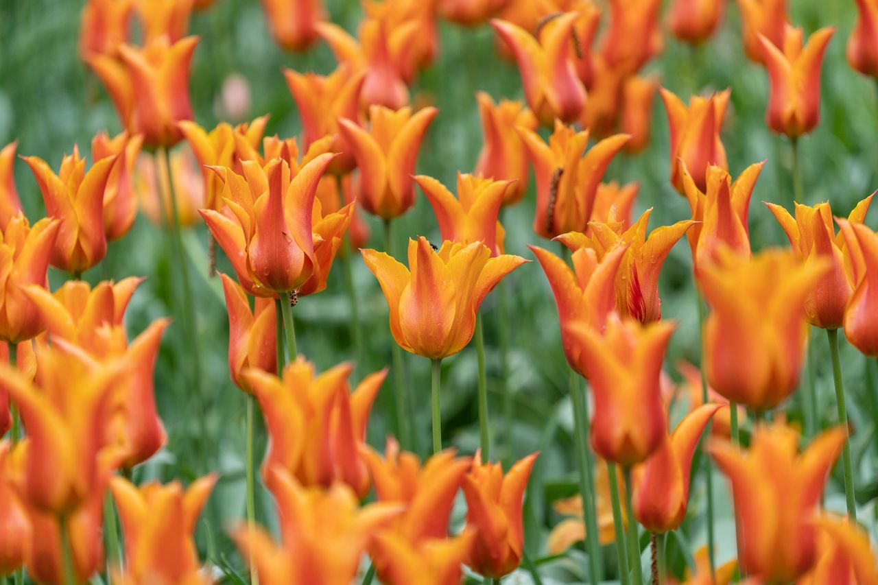 How to plant tulips: expert advice on growing stunning flowers for ...