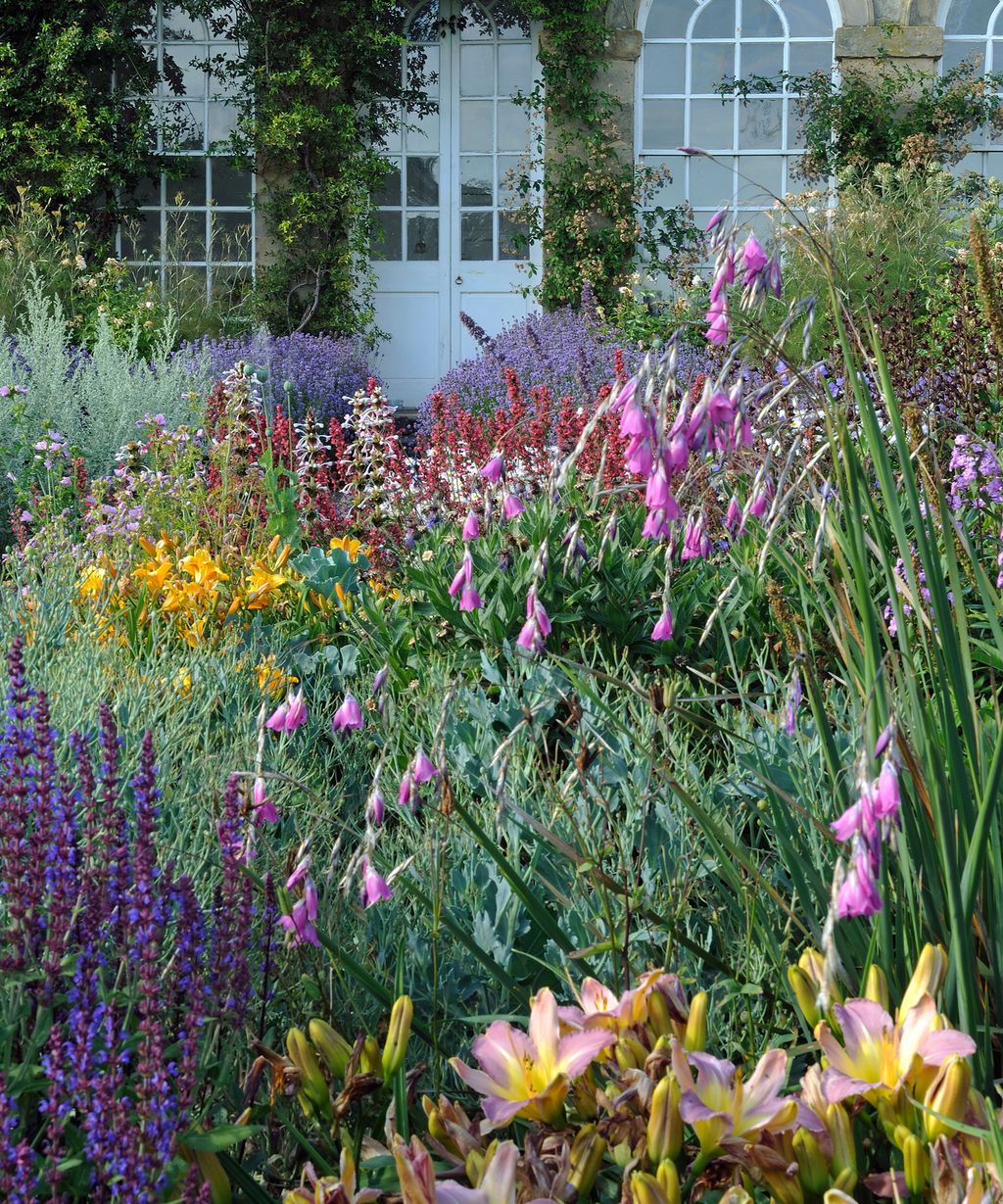 How to grow salvias: an elegant and low maintenance plant | Homes and ...