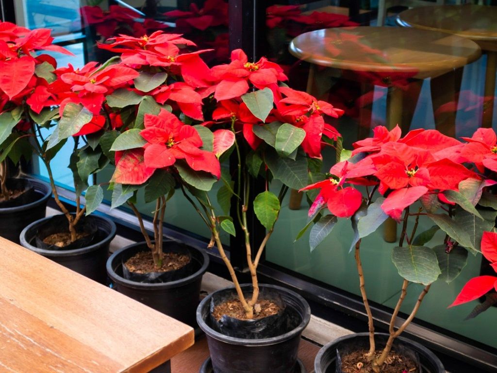 Tips For Growing Poinsettia Topiary Trees This December | Gardening ...